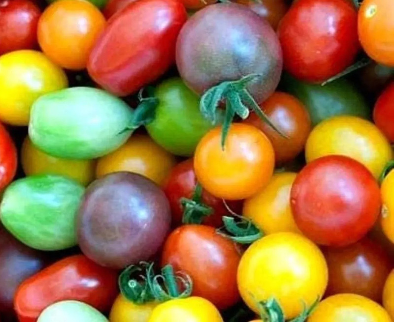 SD 60 Rainbow Cherry Tomato Seeds Heirloom Organic Non-Gmo Fast Grow ...