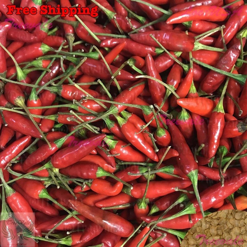 KKG Thai Red Chili Seeds Hot Chili Pepper Burapa Ớt Hiểm Cay Seeds ...