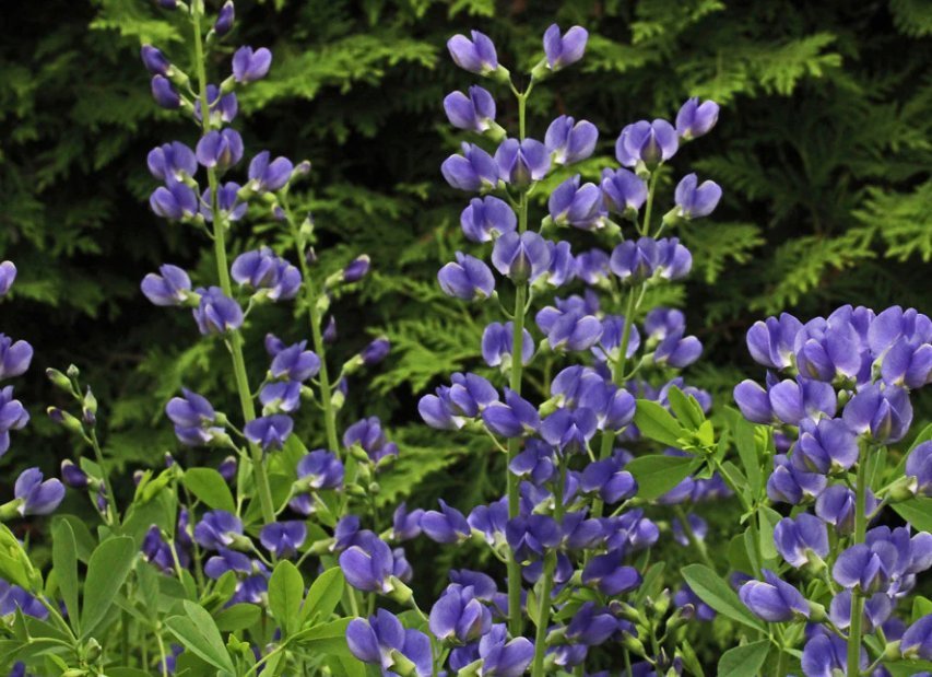 False Blue Indigo 200 Seeds - Home & Garden
