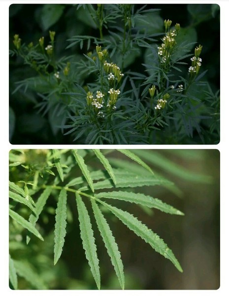 20 Huacatay Seeds Black Mint Peruvian & Culinary Herb Tagetes Minuta ...