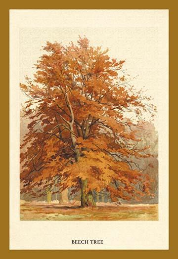 The Beech Tree 20 x 30 Poster - Home Décor
