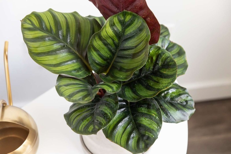 HT 25 Fasciata Calathea Seeds Garden Seeds - Seeds & Bulbs