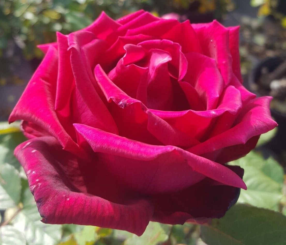 TRAVIATA Red Fragrant Hybrid Tea Rose 2 Gal Bush Plants Shrub Roses ...
