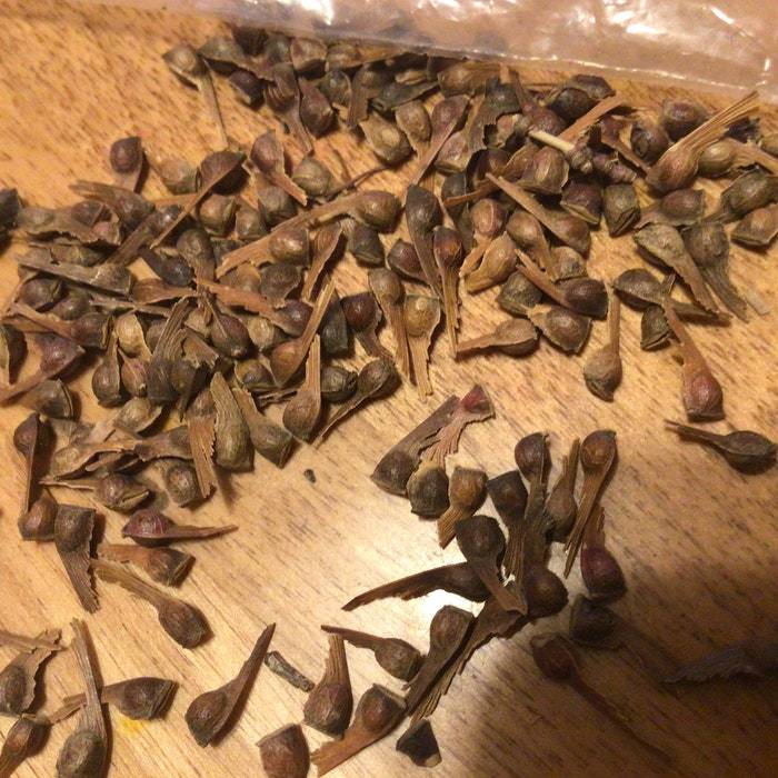 Upright Dissected Green Leaf Japanese Maple Tree Seeds Acer Palmatum ...