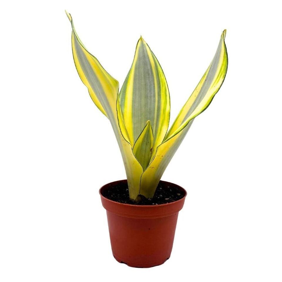 Sansevieria Ghost 4 inch Rare Dracaena trifasciata Hybrid Snake Plant ...