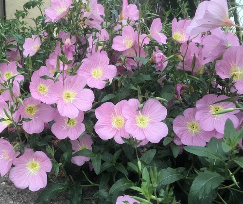 500 Pink Showy Evening Primrose Seeds Medicinal Herb Border Container ...