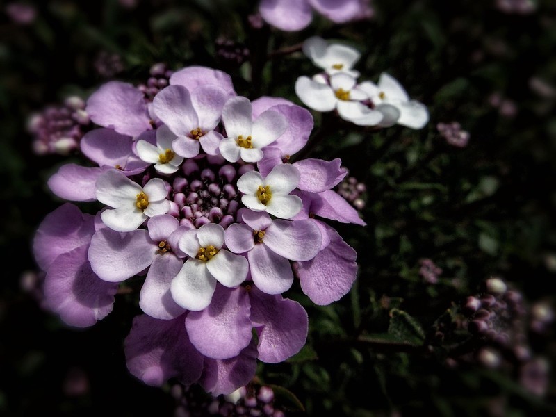 SMX Seeds Dwarf Fairy Mix Candytuft Flower Packet 1 Gram Indoor ...
