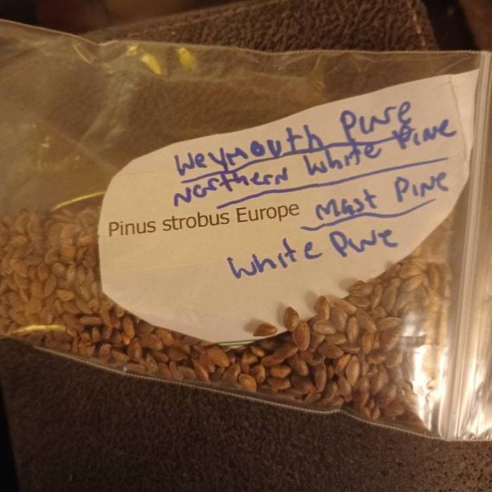 New Fresh Seeds Northern White Pine Tree Seeds Pinus Strobus - Seeds ...