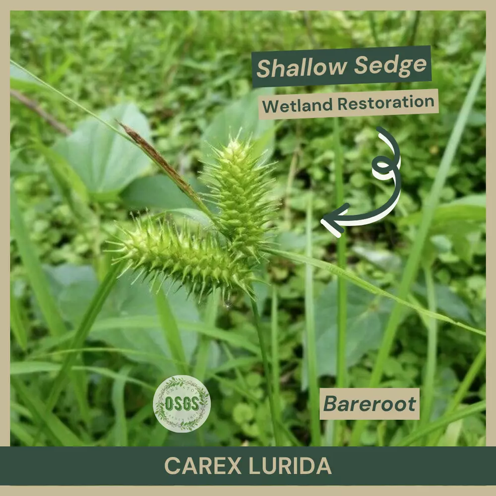 Bareroot Carex lurida Shallow Sedge Wetland Restoration Plant - Seeds & Bulbs