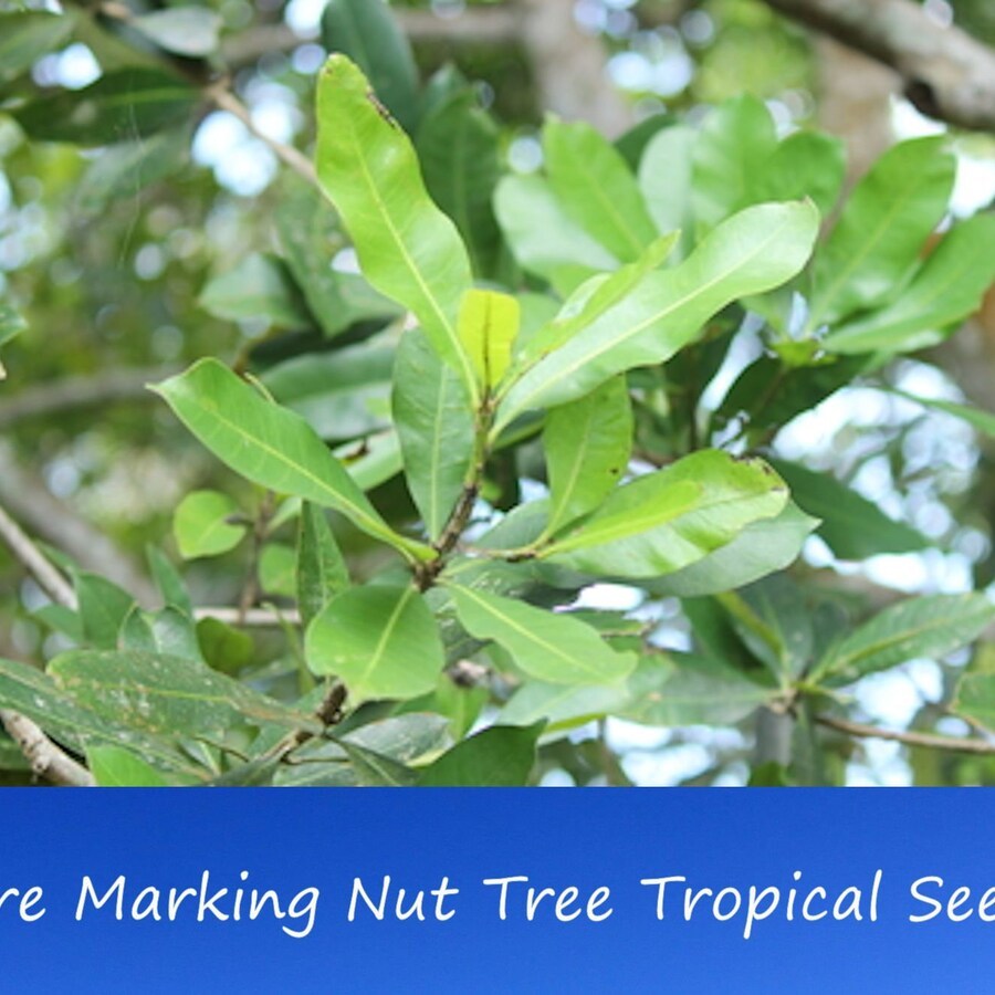 Tropical Seeds Marking Nut Tree 5 Seeds Semecarpus Anacardium Good ...