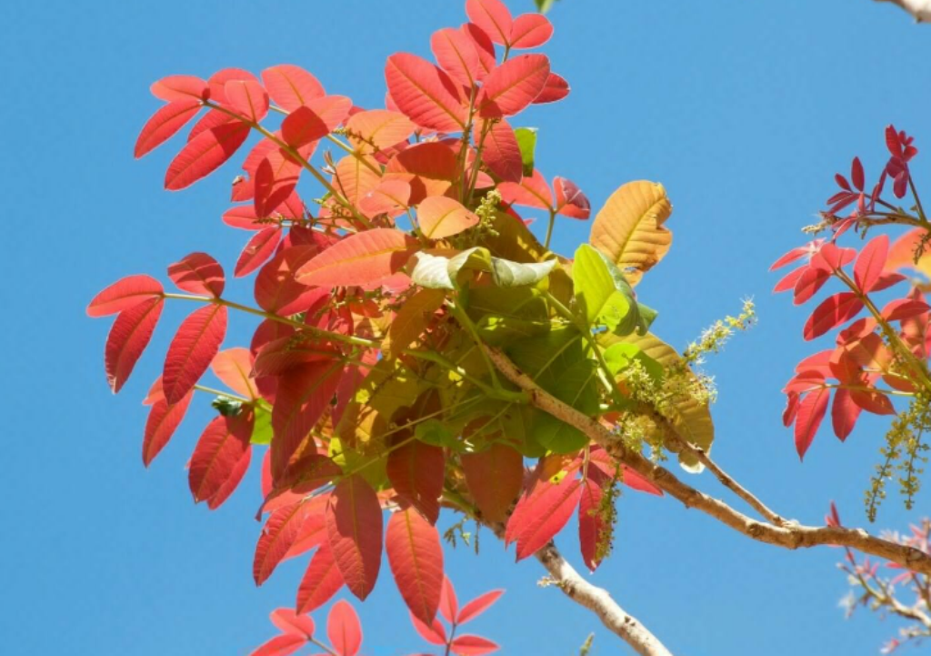 5 Pc Seeds Schleichera Oleosa Plant, Kusum Tree Seeds for Planting | RK ...
