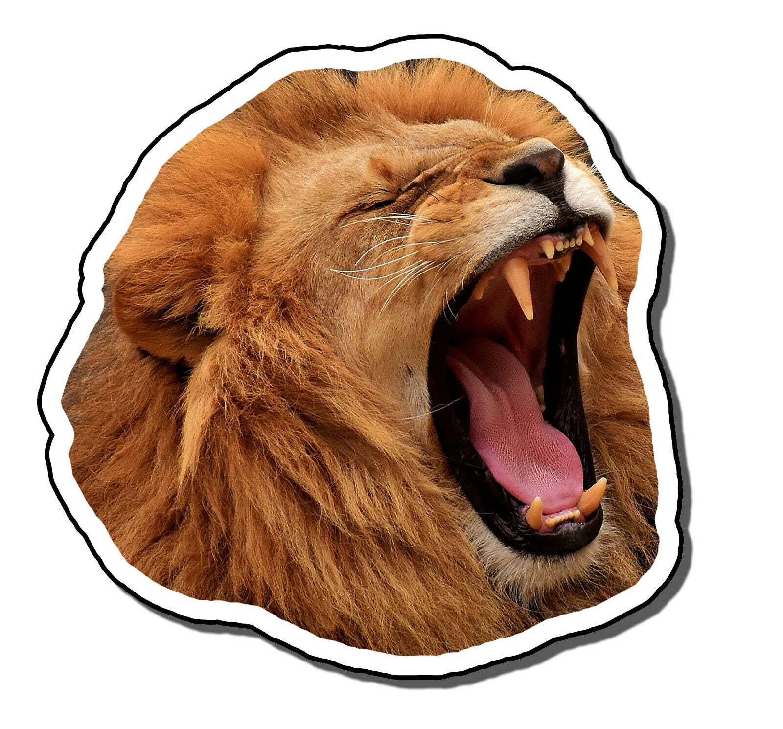 Lion Screaming Powerful King of The Jungle Nature Animals Hiking ...