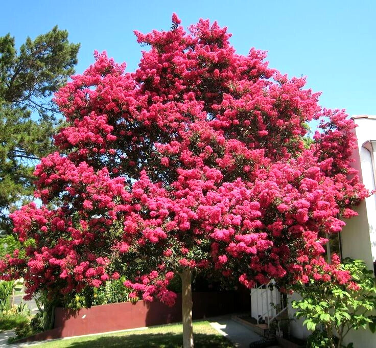 LWSTORE 25 Sioux Crepe Myrtle Seeds Lagerstroemia Indica X Faueri Sioux ...