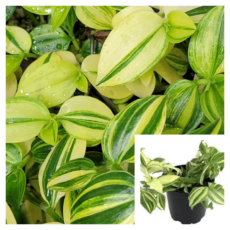 Variegated Jew Yellow And Green Tradescantia Fluminensis white Live ...