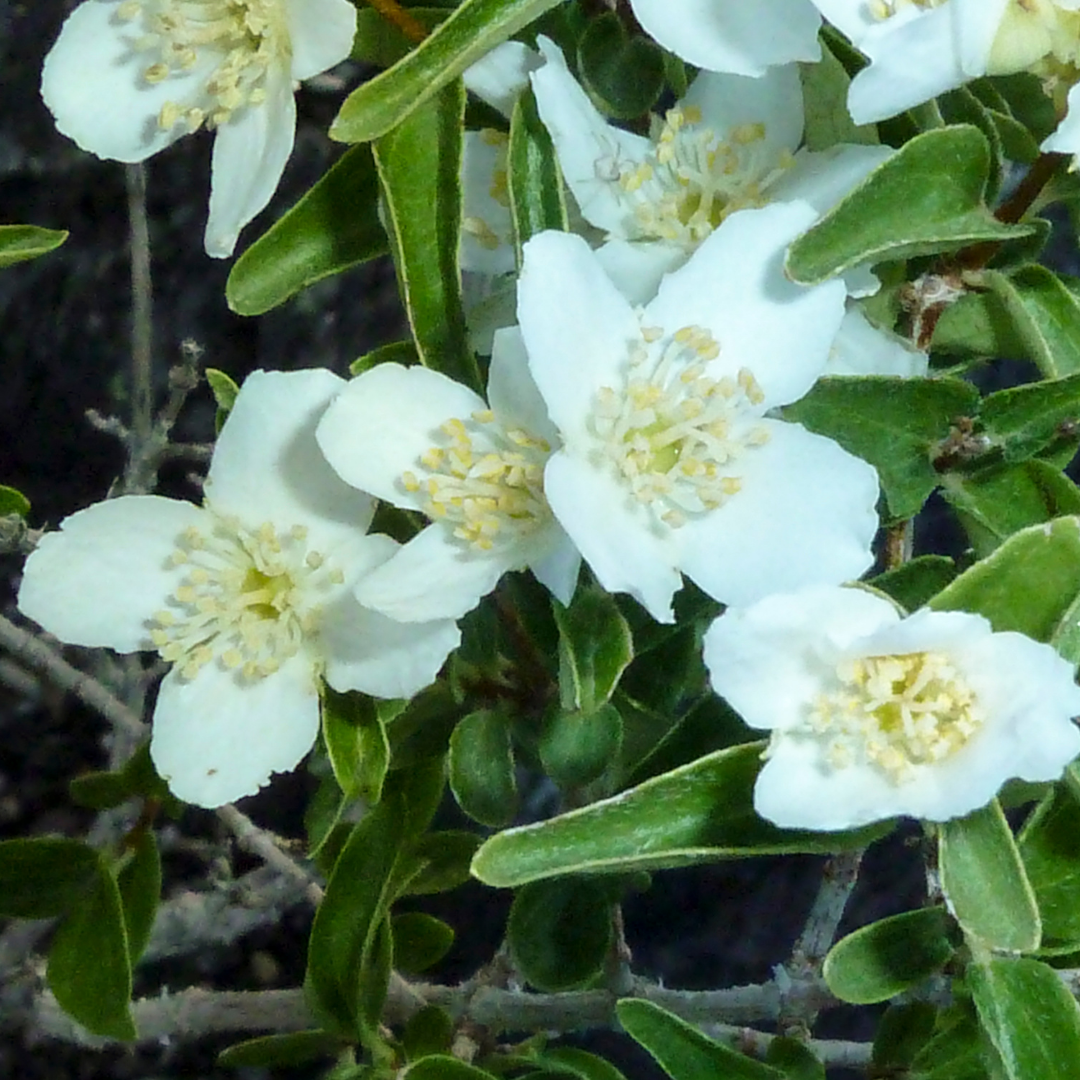 Philadelphus coronarius Mock Orange Flower - 20 Seeds - Plants & Seedlings