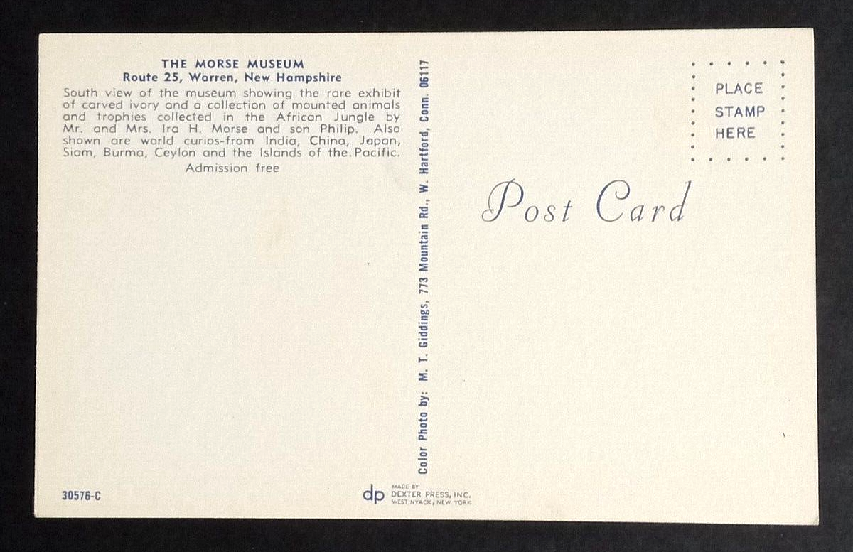 Morse Taxidermy Museum Animal Skins Tusks Warren NH Dexter Postcard ...