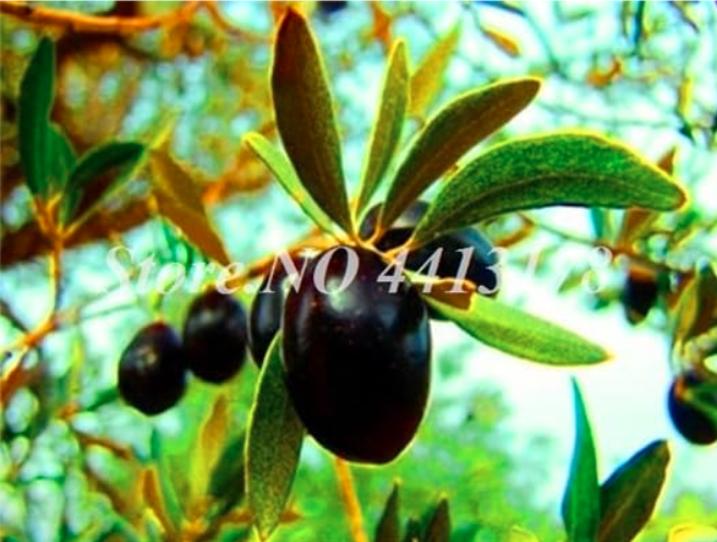 Olive Tree Olea Europaea Outdoor Potted Mini Olive Tree Color: 1 ...