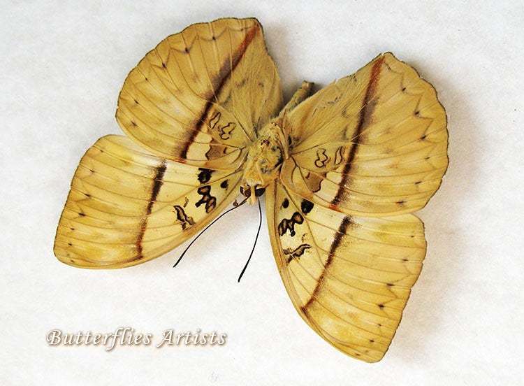 Set Creamy Glider Cymothoe Reinholdi Real Butterflies Entomology ...