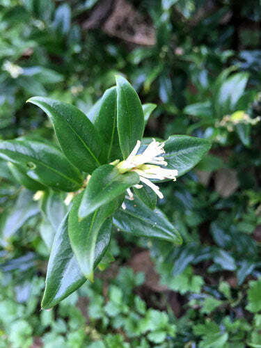 KKG Sarcococca Ruscifolia Fragrant Sweet Box 5 Seeds Planting Seeds ...