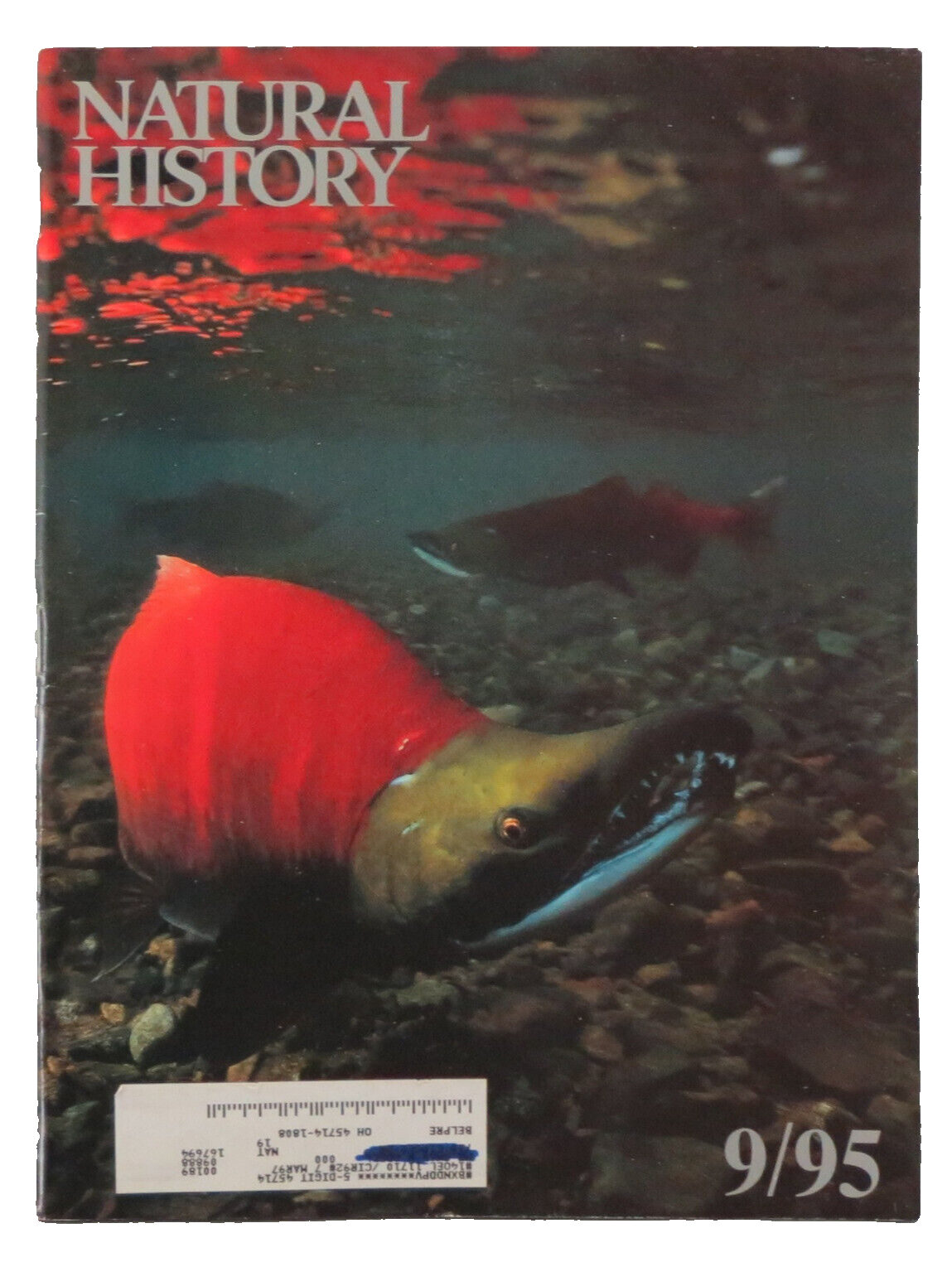 Natural History Magazine September 1995 Sockeye Salmon Cover ...