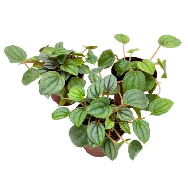 Peperomia Frost 2 inch Set of 3Ripple Caperata Tiny Mini Pixie Plants ...