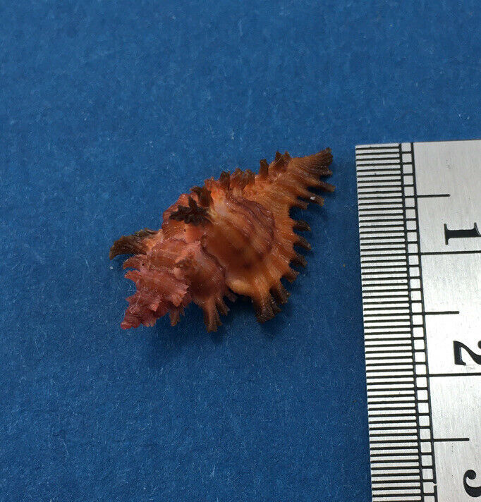 #24 23.1mm Chicoreus Strigatus Dived 20m Palawan Philippines Muricidae ...