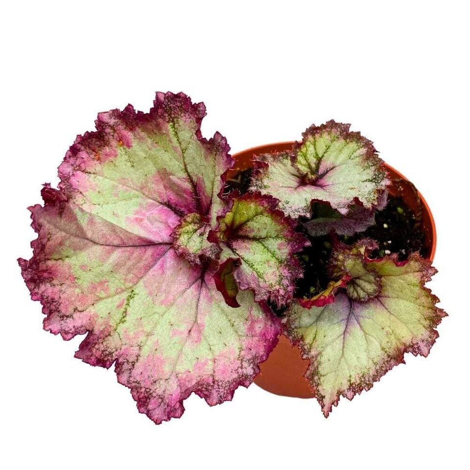 Harmony's Pink Dreams Begonia Rex 4 inch Swirly Link Pink Spiral ...