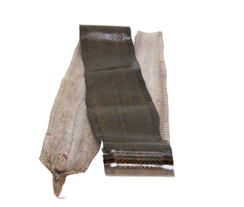 authentic SPITTING Rat SNAKESKIN HIDE Tanned Taxidermy without Tail Tip ...