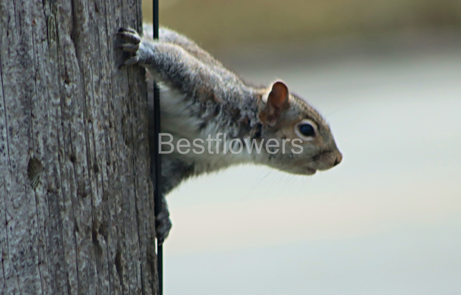 A Posing Squirrel - 8x10 Framed Photograph - Art Photographs