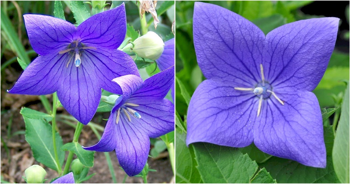 Platycodon Sentimental Blue Balloon Flower Perennial Gallon Pot ...