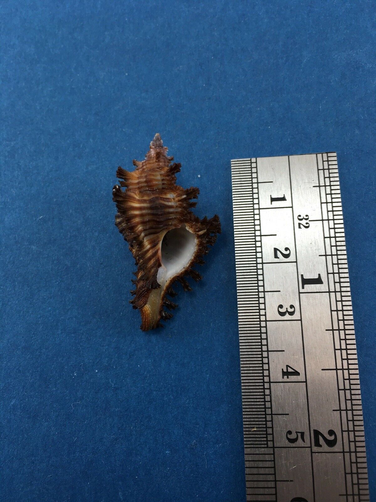 #31 33.9mm Chicoreus Strigatus Dived 20m Palawan Philippines Muricidae ...