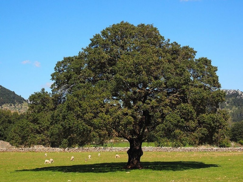 SDC 2 Camphor Tree Seeds Easy Grow - Seeds & Bulbs