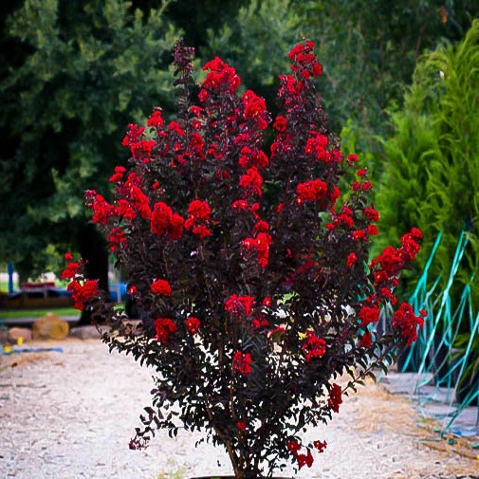 Black Diamond 'Best Red' Crepe Myrtle Tree (Lagerstroemia Indica 'Best ...