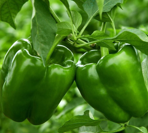 SKM Emerald Giant Bell Pepper Seeds 50 Sweet Green Vegetable Capsicum ...