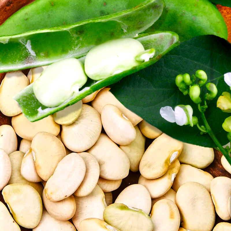 PSA King Of The Garden Pole Lima Bean Seeds Giant Limas Beans Seed Fast ...
