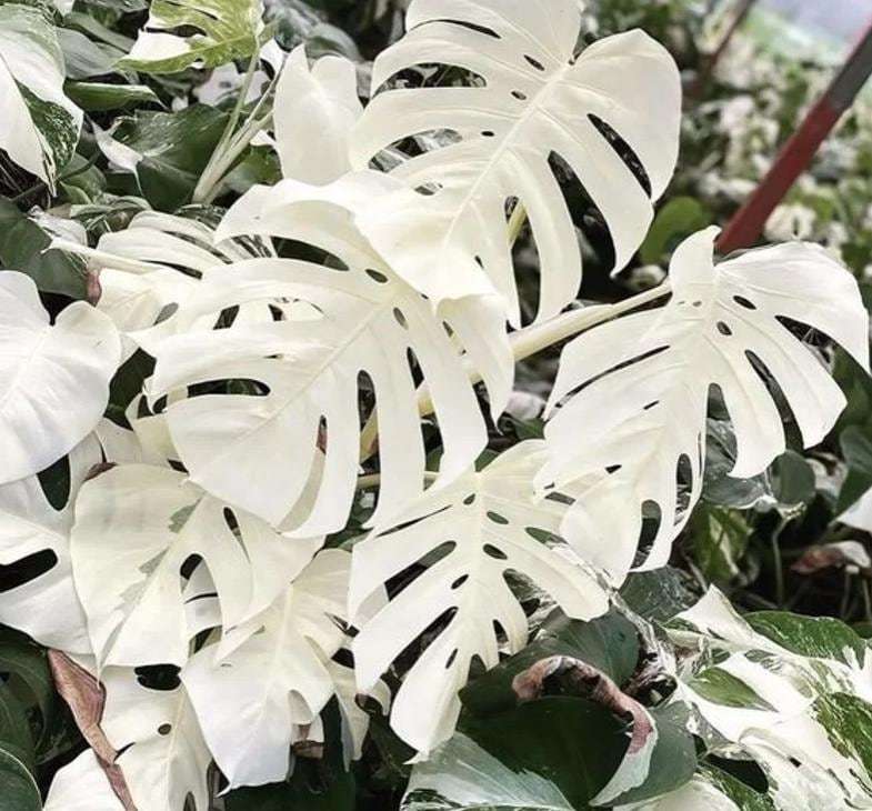 Monstera Deliciosa white Alba 5 seeds - variegated - variegata - Seeds ...