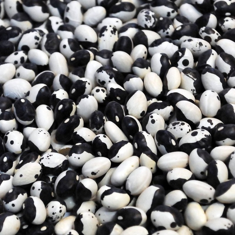 MX Calypso Bush Bean 200 Seeds Aka Orka Beans Yin Yang Bulk Bulk Seed ...