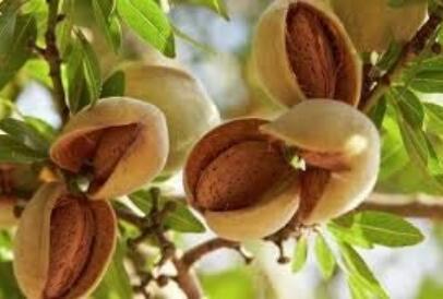 20 Dwarf Almond Tree Seeds - Seeds & Bulbs