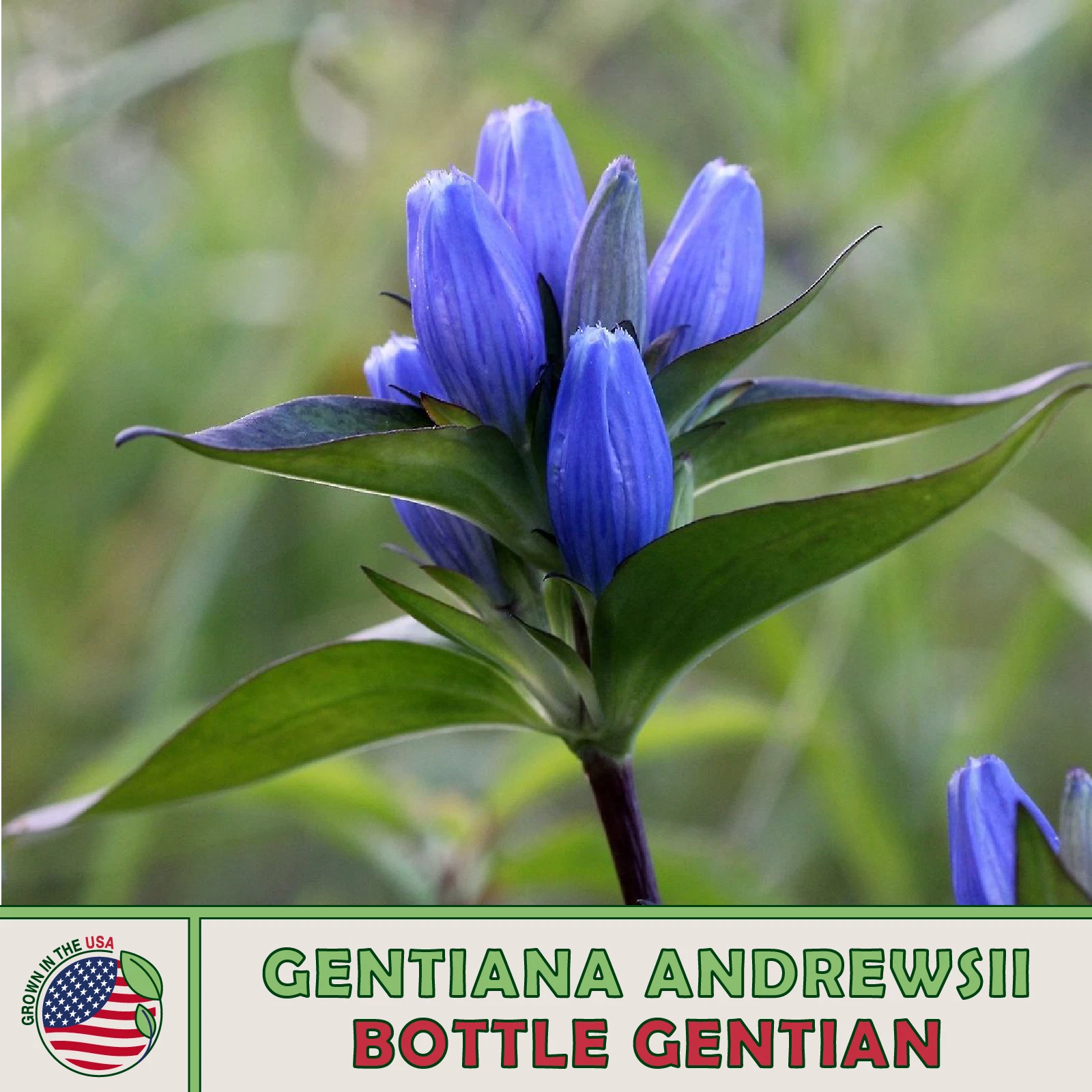 100 Bottle Gentian Seeds, Gentiana andrewsii, Native Perennial ...