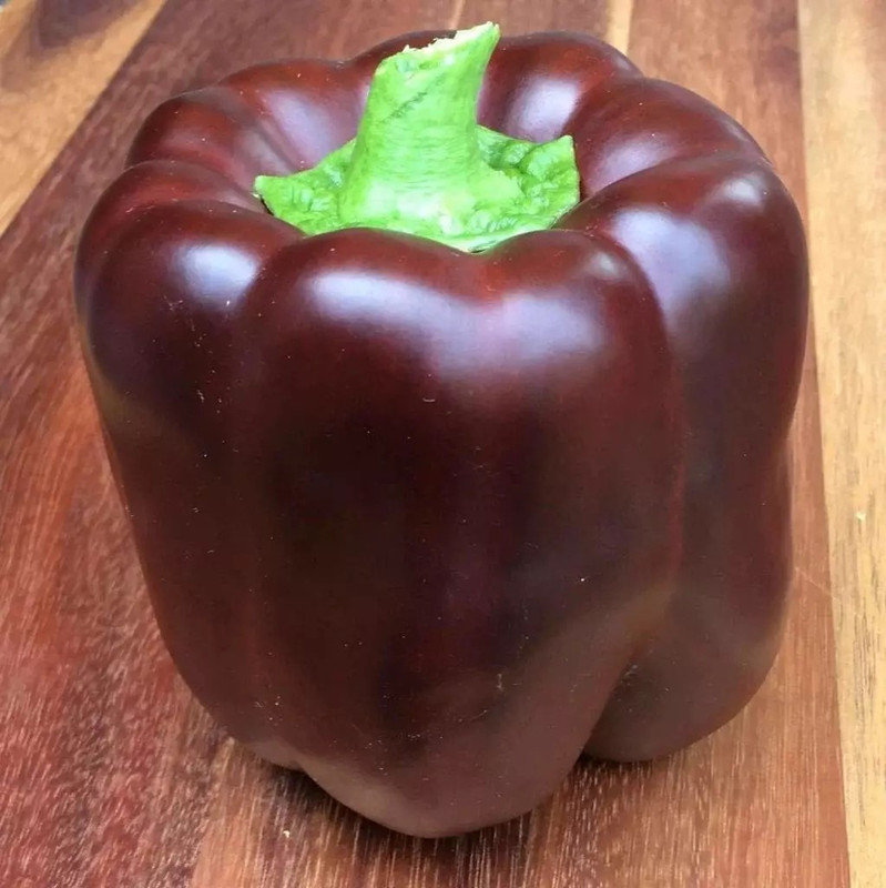 KKG 25 Chocolate Bell Pepper Seeds Sweet Heairloom Organic Non-Gmo Easy ...