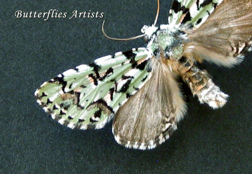 Lichen Moth Scarce Merveille du Jour Moma Alpium Framed Entomology ...