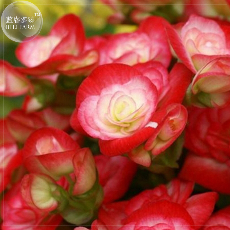 Begonia Semper Bonsai Flower Seeds 30 Seeds Pack Perennial Handy ...