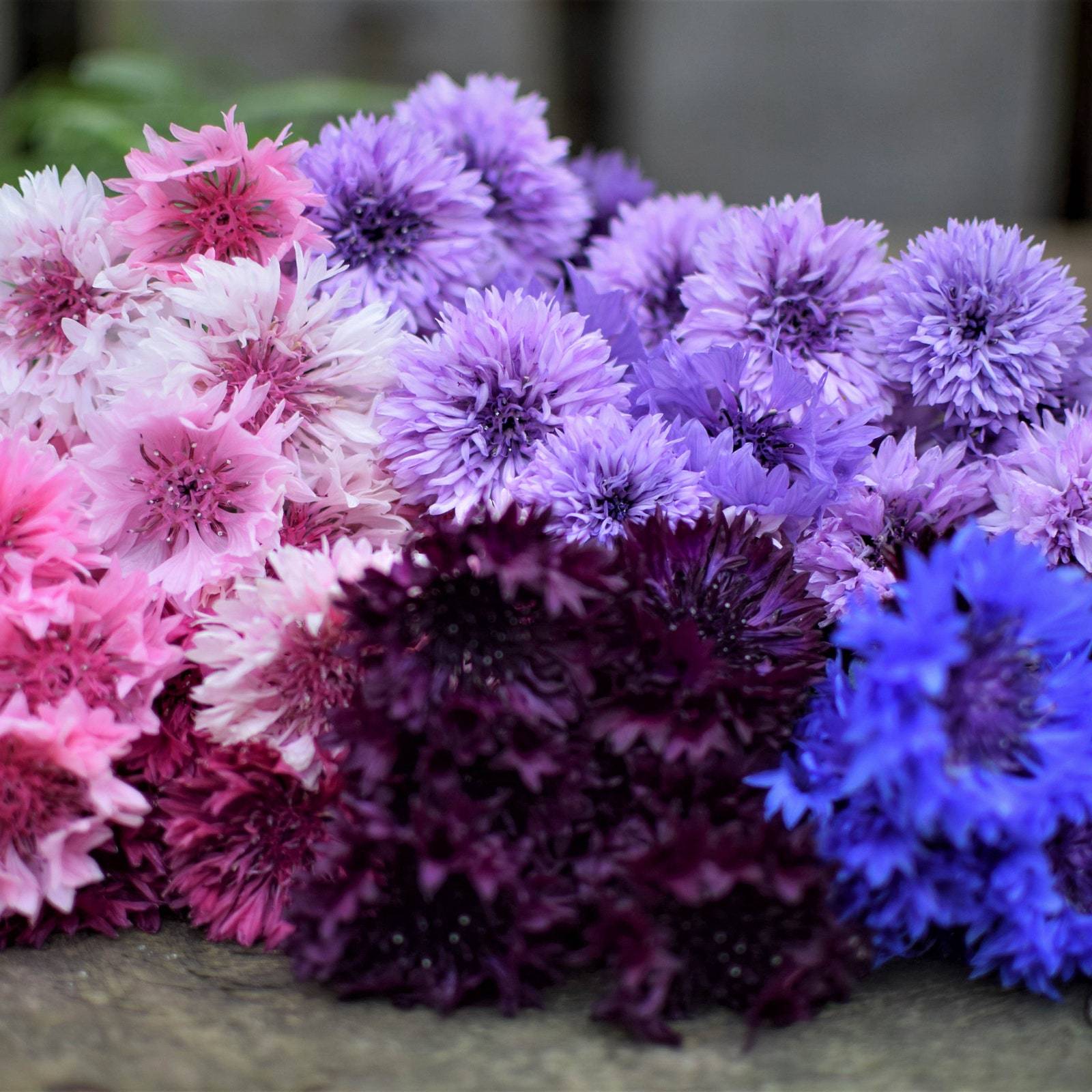 New Rainbow Mix Edible Cornflower Seeds Black Pink Purple Blue White ...