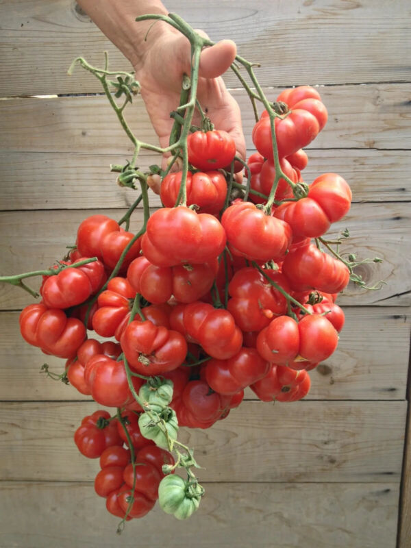 BRN 50 Seeds Ceylon Tomato Juicy Tomatoe Vegetable Edible Food Fresh ...