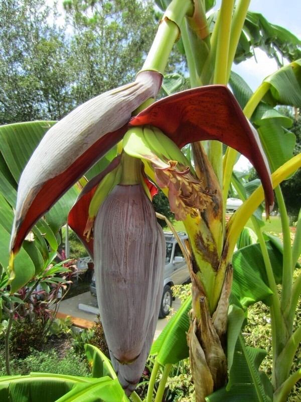 SYR M Gran Nain Banana Tree Seeds 10 Pcs Best Harvest Fast Growing ...