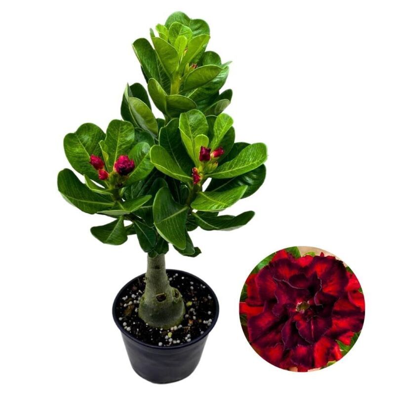 5 inch Desert Rose Queen of Spades Pot Red and Black Variegated Exo ...