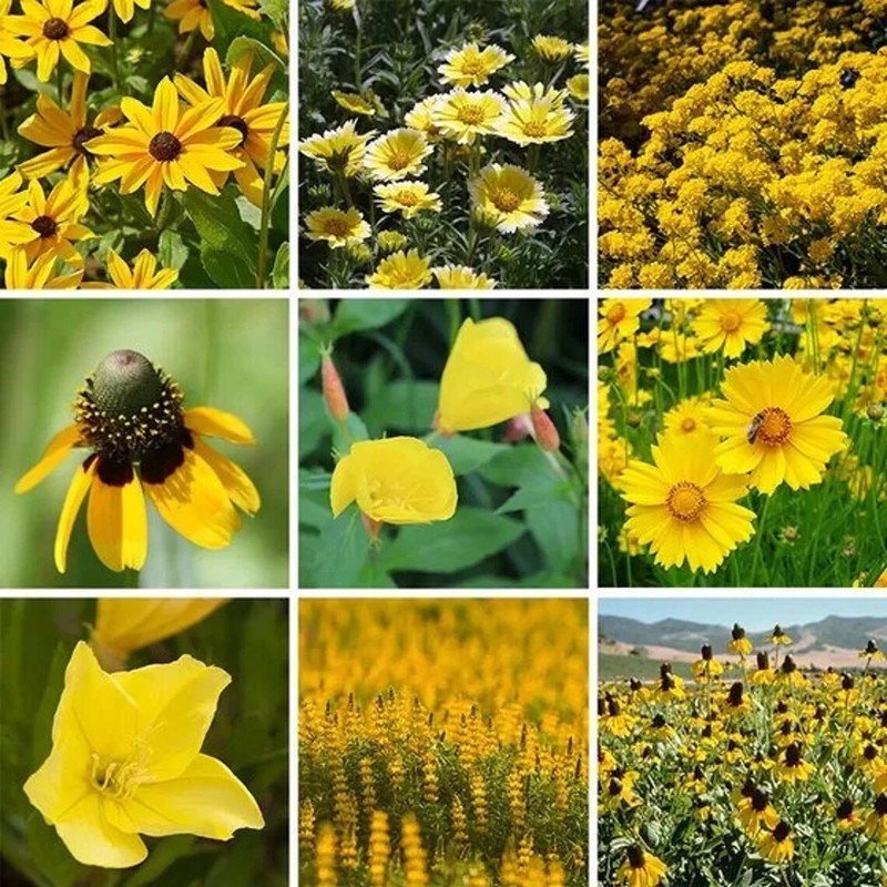 BS 200 Yellow Wildflower Seeds Mix Organic Fast Grow - Seeds & Bulbs