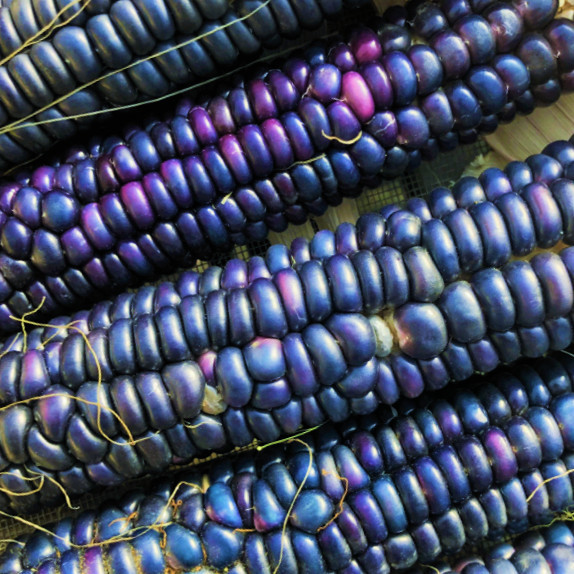 SDC Rio Grande Blue Ornamental Corn Seeds Hopi Azul Flint Indian Dent ...
