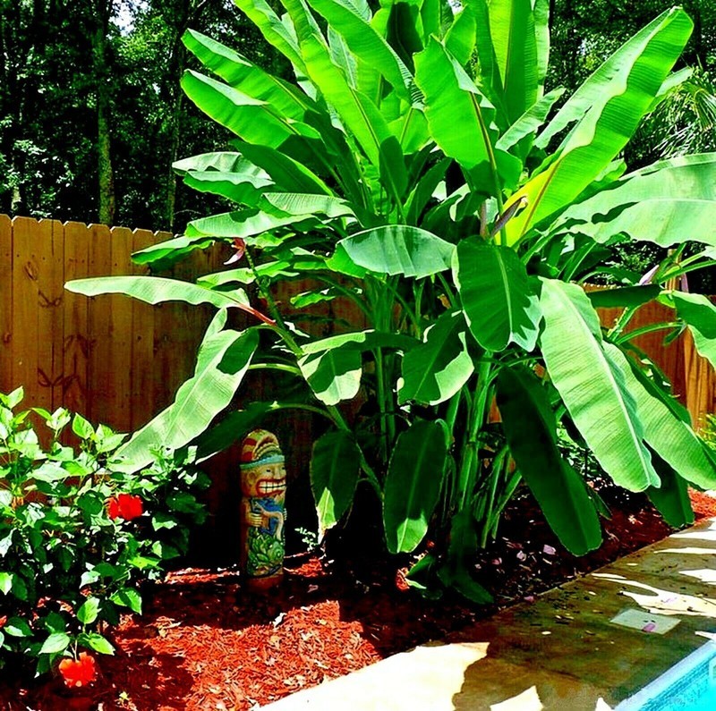 KKG 20 Dwarf Cavendish Banana Tree Seeds M Acuminata Tropical Fruit ...