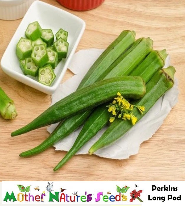 BS Okra Perkins Long Pod Heirloom Large High Yields Pickling Gumbo Non ...